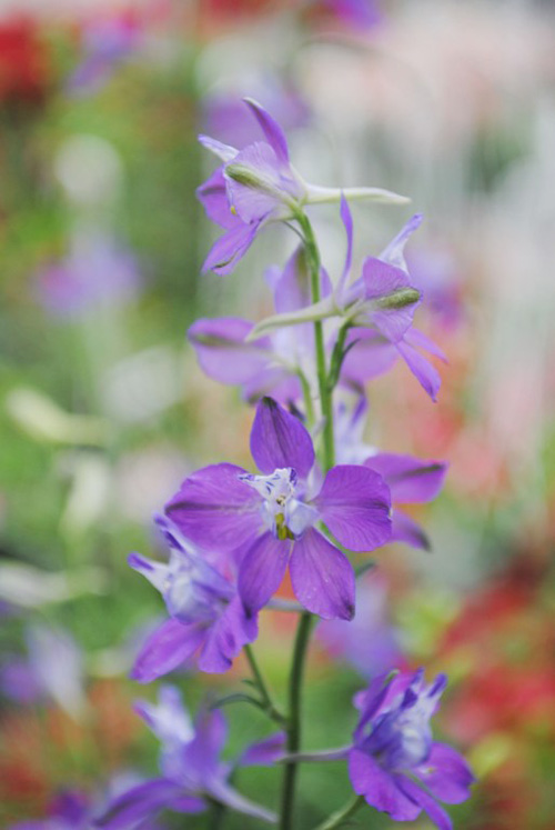 Violet thủy chung báo xuân về