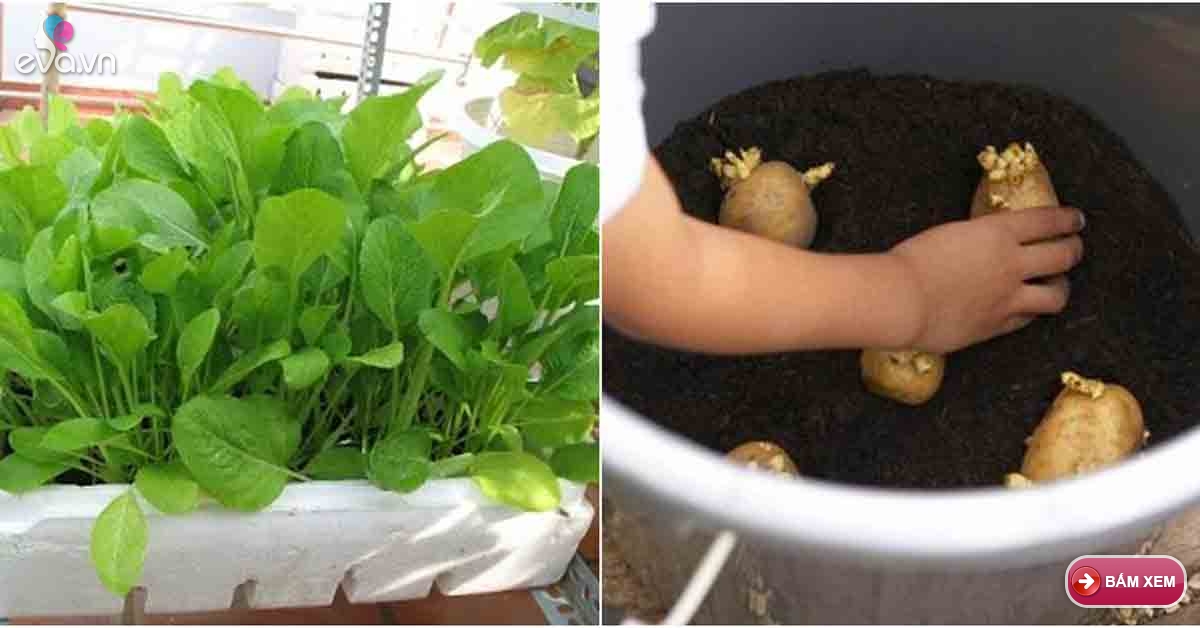 Cách trồng rau sạch trong thùng xốp, chậu kiểu lười dành cho các chị em