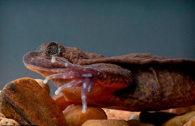 Sốc độc lạ: Chú ếch cô đơn nhất thế giới đã tìm được vợ sau 10 năm
