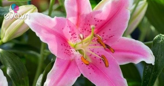 Hoa Ly - Phân loại, ý nghĩa, cách trồng và chăm sóc