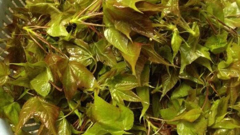 Rau sau sau vừa là đặc sản vừa là thần dược vạn người mê
