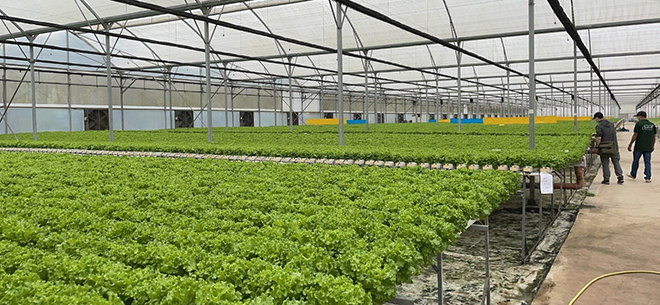 Rau sạch WinEco: Lời giải cho nguồn rau chất lượng của các mẹ bỉm sữa ...