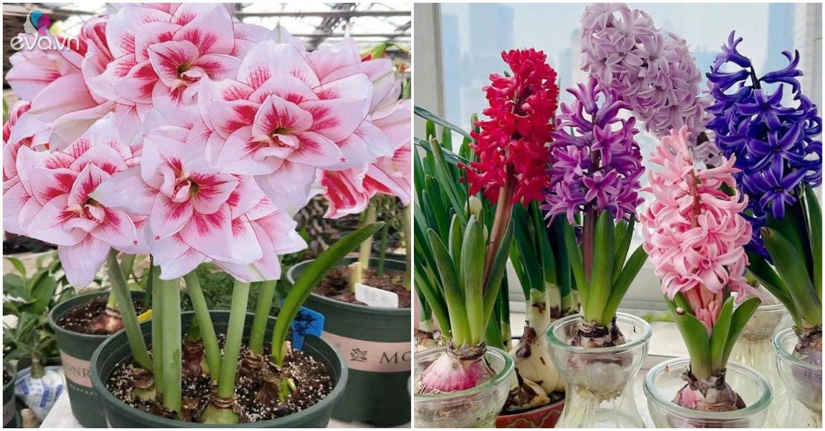 3 loại hoa trồng bằng củ sống khỏe re, hoa nở rực rỡ, nở to như bát chậu