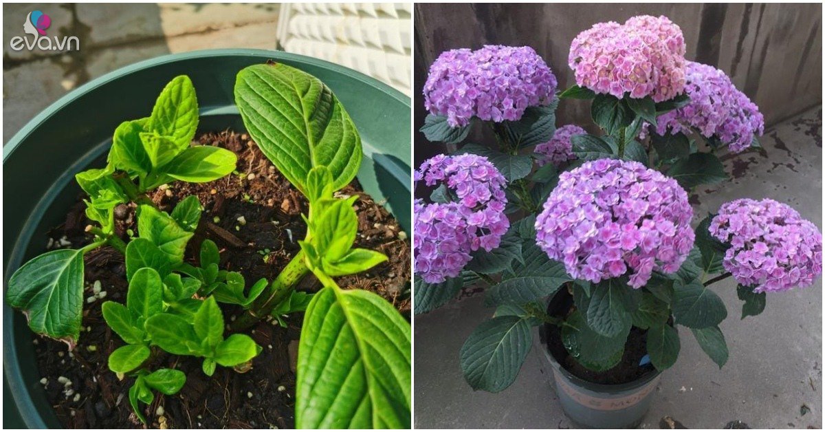 Trồng hoa cẩm tú cầu làm tốt 3 việc này, nhiều cành mới mọc ra, hoa nở ...