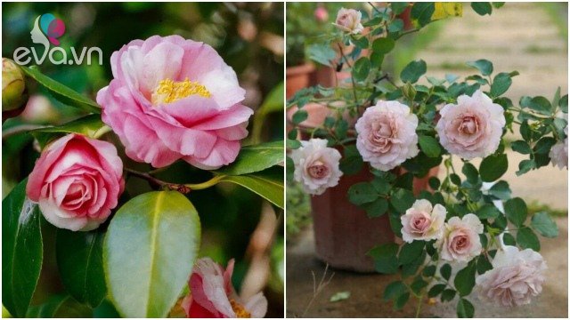 3 loại hoa đốt tiền, mua được nhưng không nuôi nổi, nhà giàu cũng chớ ...