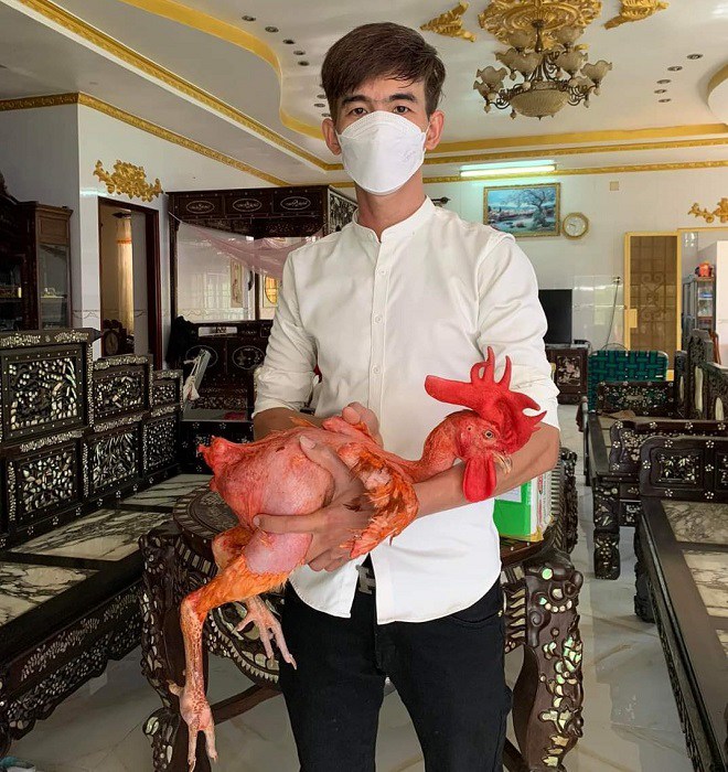 Độc lạ chú gà trụi lông của 8X miền Tây: Rất thích ăn sầu riêng, đeo ...