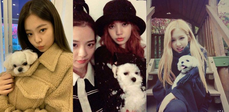 Thú cưng của Jisoo (BLACKPINK) đẳng cấp cỡ nào?