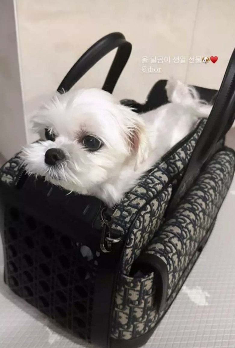 Thú cưng của Jisoo (BLACKPINK) đẳng cấp cỡ nào?