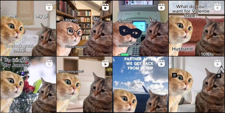 Kỳ lạ chú mèo có biểu cảm không giống ai lại là thánh meme mới nổi