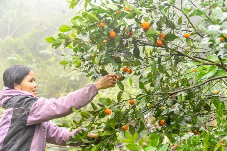 Loại quả xưa mọc dại rụng đầy không ai biết đến, giờ thành đặc sản được ...