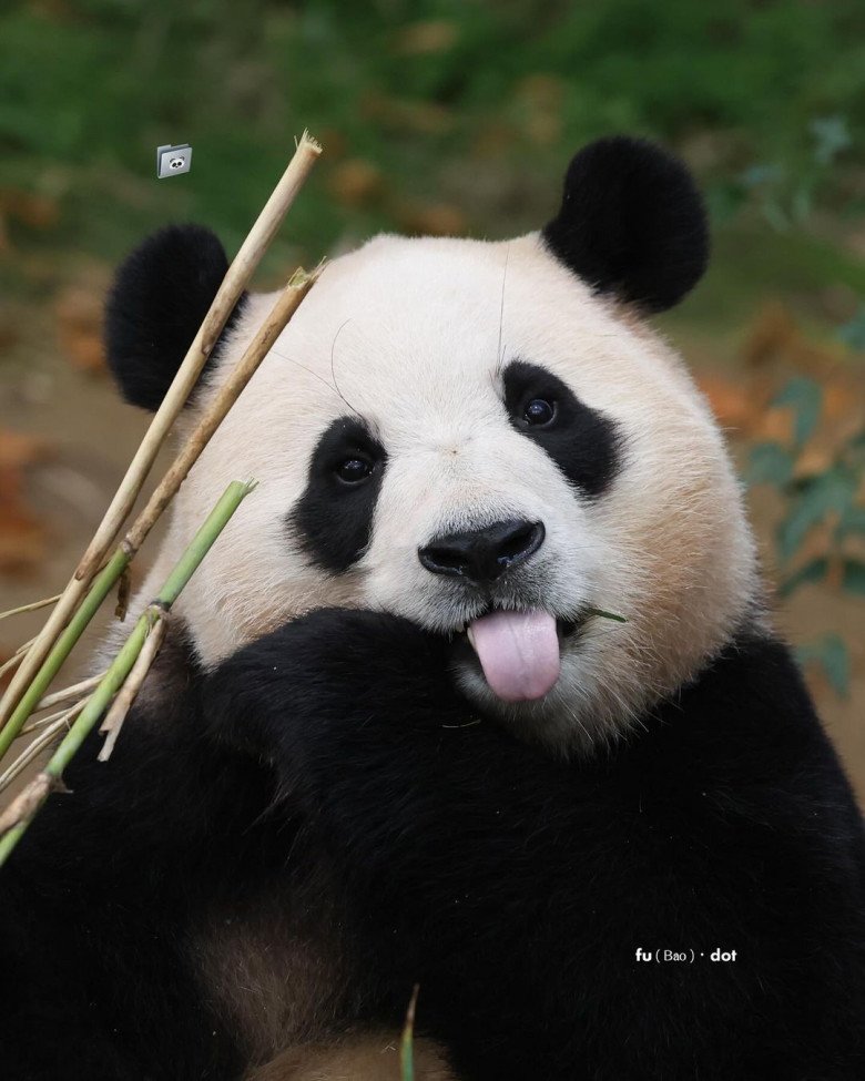 Điều đặc biệt về Fubao - bé gấu trúc khiến cả nghìn người khóc khi trở ...