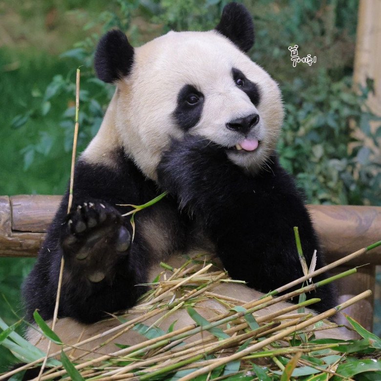 Điều đặc biệt về Fubao - bé gấu trúc khiến cả nghìn người khóc khi trở ...