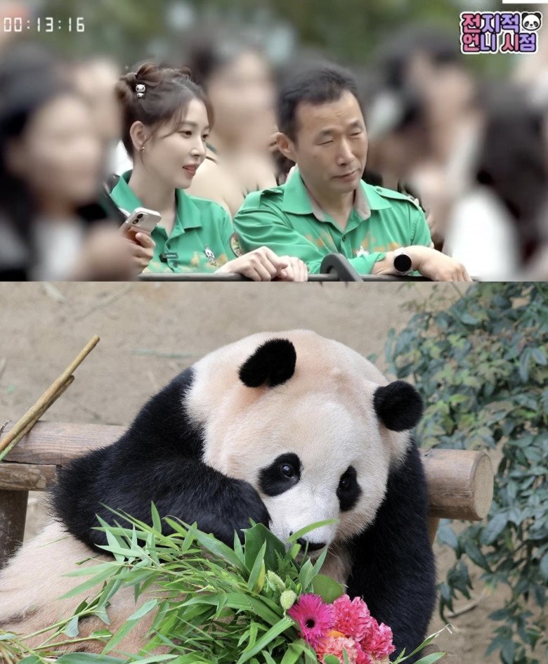 Điều đặc biệt về Fubao - bé gấu trúc khiến cả nghìn người khóc khi trở ...