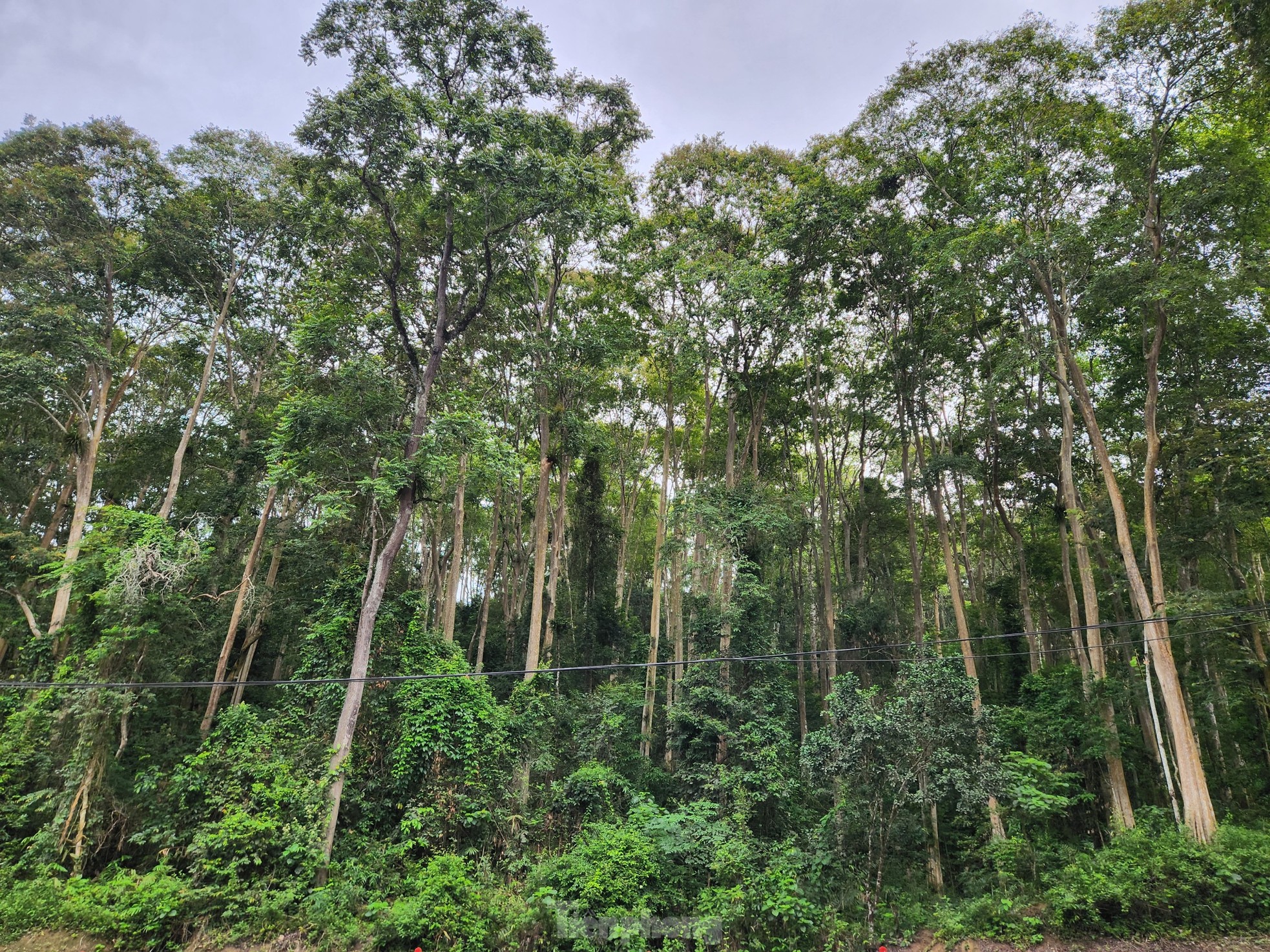 Ngỡ ngàng vẻ đẹp của cánh rừng nguyên sinh mùa thay lá