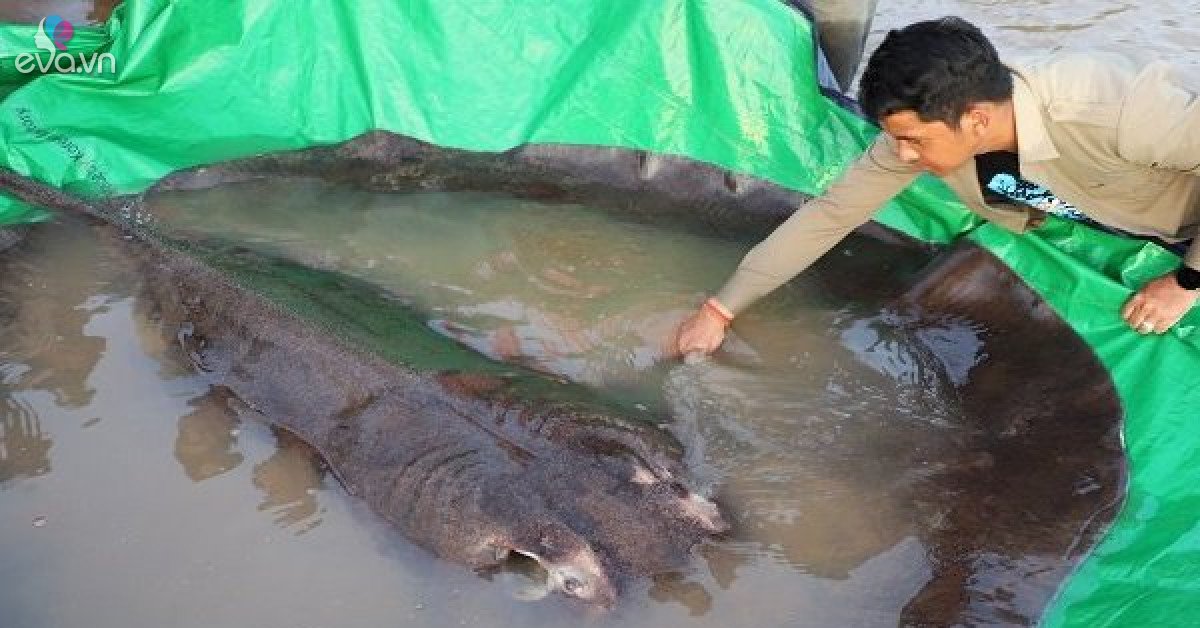 Người đàn ông câu được cá đuối khổng lồ dài gần 4 mét, nặng 300kg