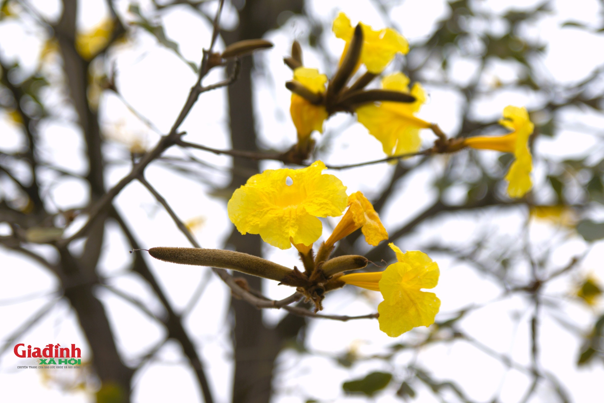 Chị em phát sốt với con đường hoa Phong Linh vàng rực ở Hà Nội