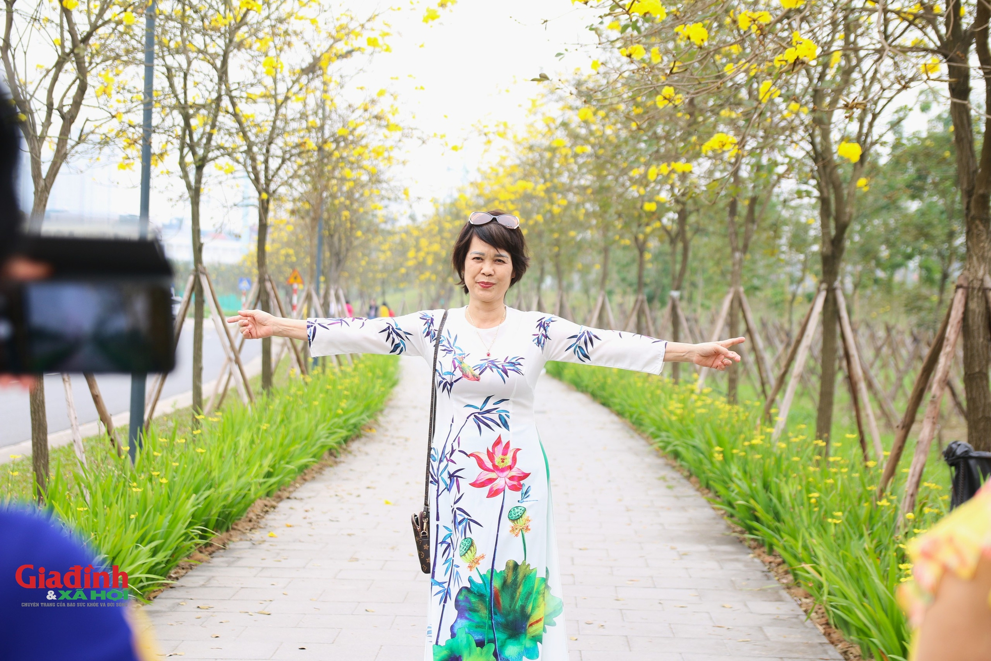 Chị em phát sốt với con đường hoa Phong Linh vàng rực ở Hà Nội