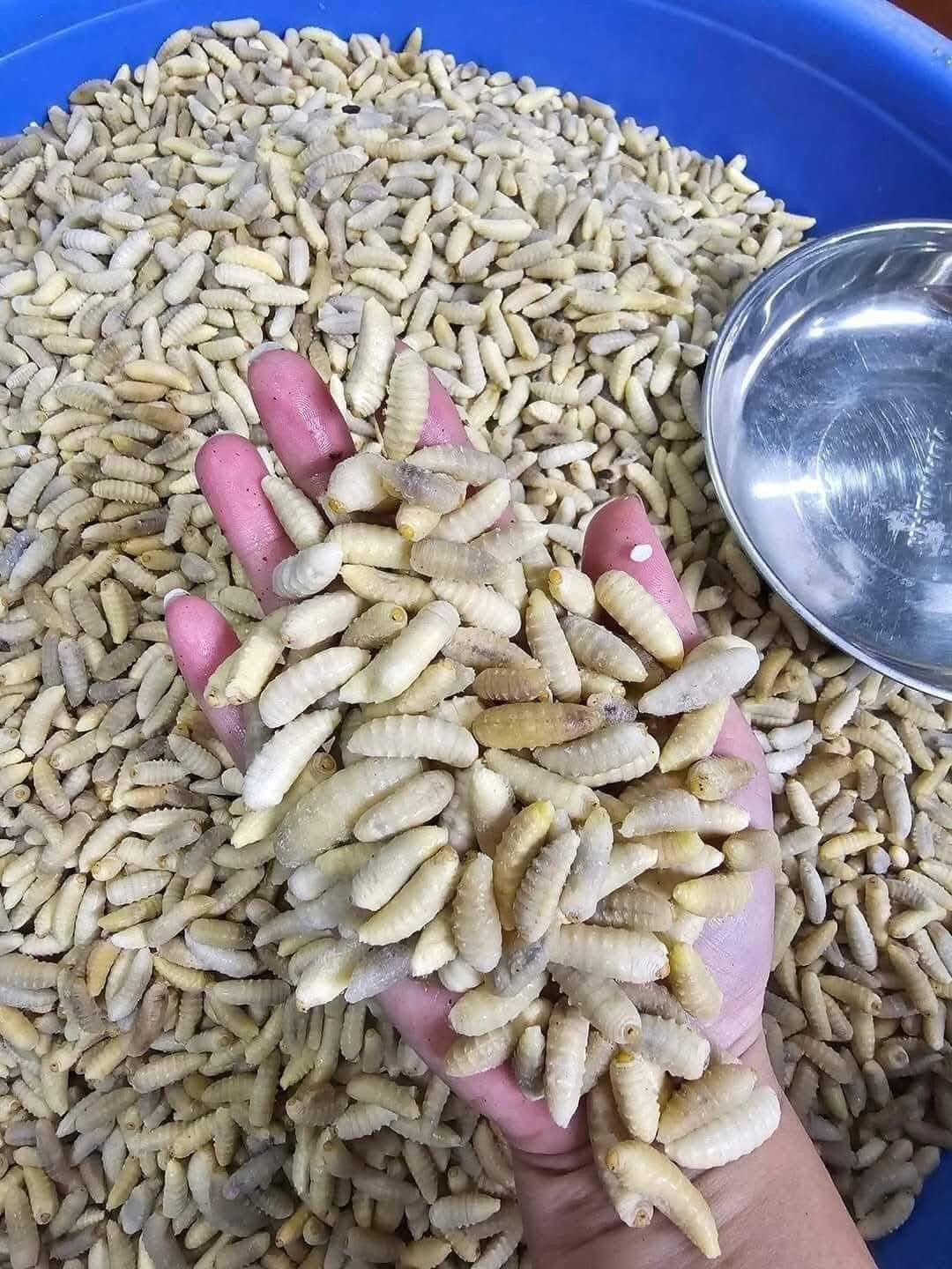 Đặc sản béo mầm ở Tây Bắc khan hiếm dịp Tết, khách Hà Nội 'đỏ mắt' tìm mua