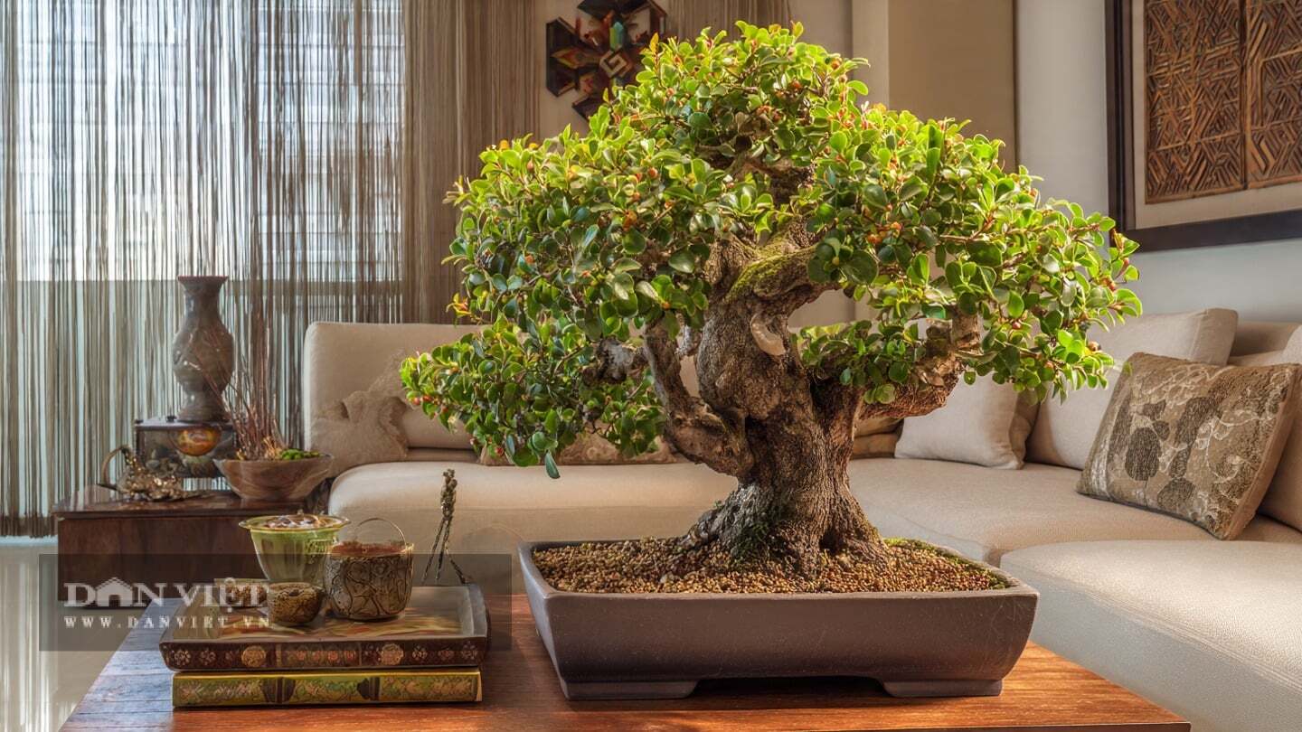 Người xưa khuyên: 3 cây cảnh bảo vệ gia đình, mang lại tài lộc, giữ cho ...