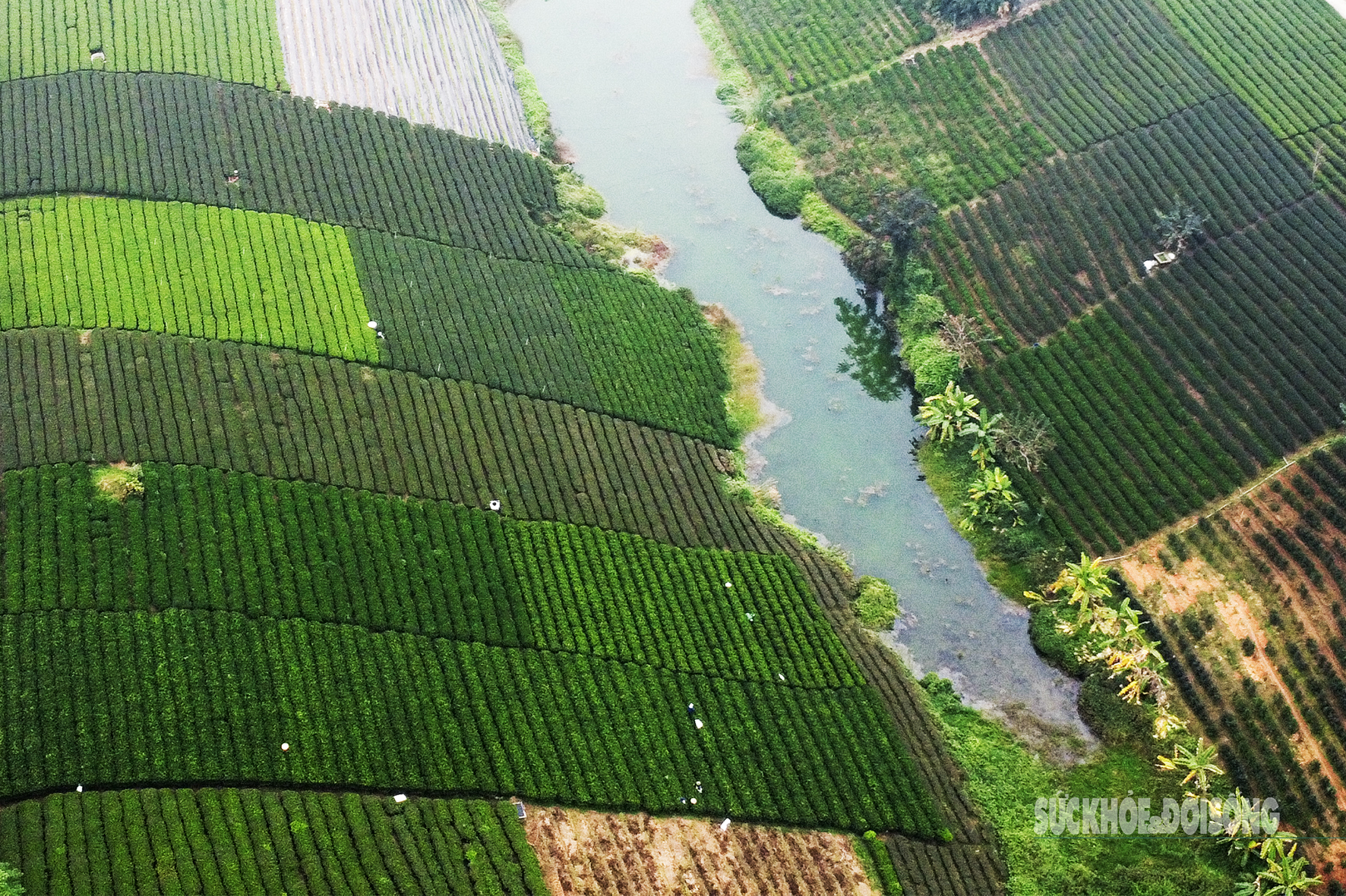 Lạc giữa biển chè bát úp dưới chân Tam Đảo