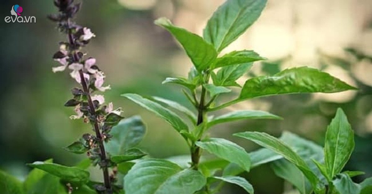 7 lý do nên uống nước lá húng quế vào buổi sáng