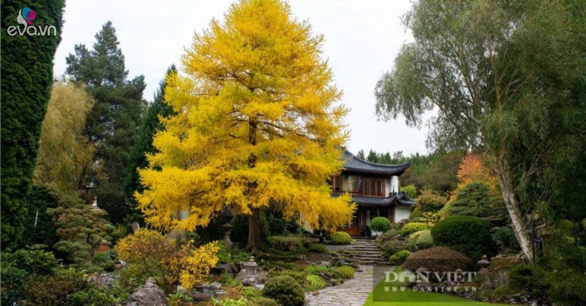 4 cây cảnh tiền tài như Tỳ Hưu trong thế giới thực vật, thu hút tài lộc ...