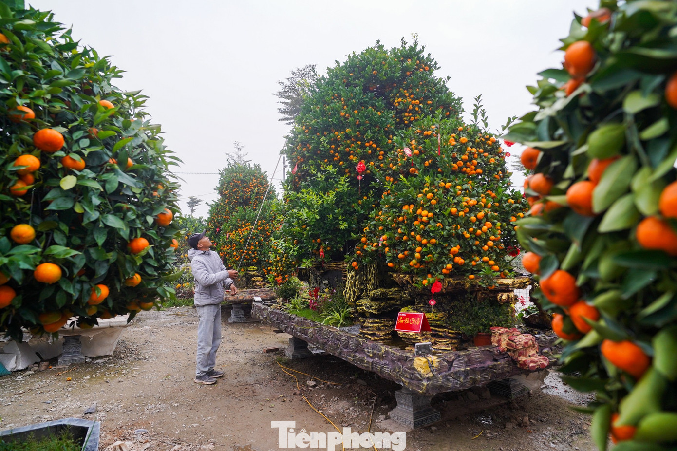 Độc lạ quýt hình ngựa có giá hàng chục triệu đồng ở thủ phủ cây cảnh ...