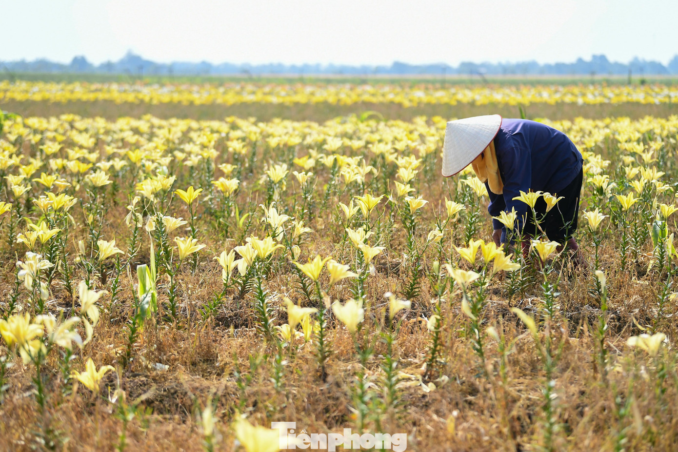 Ngỡ ngàng cánh đồng hoa ly bên sông Kinh Thầy