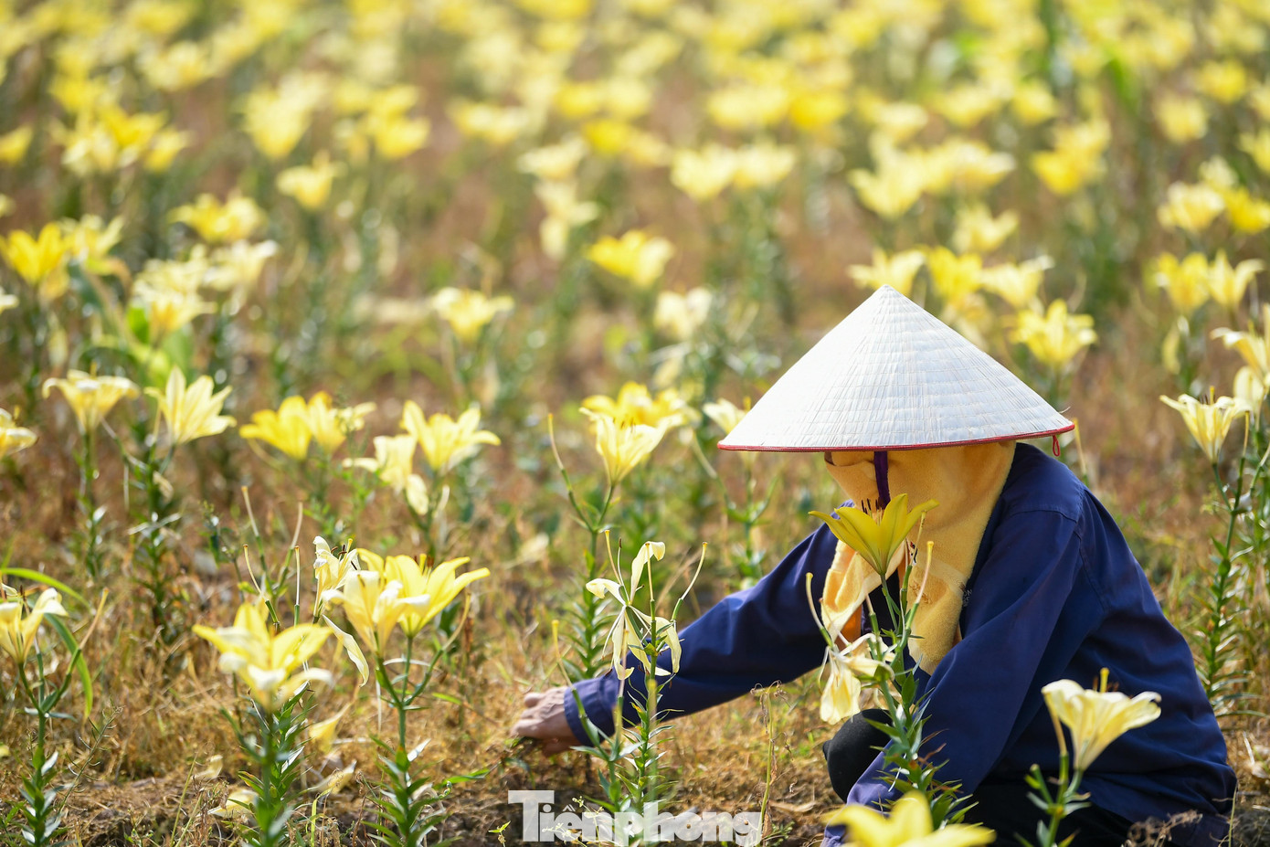 Ngỡ ngàng cánh đồng hoa ly bên sông Kinh Thầy