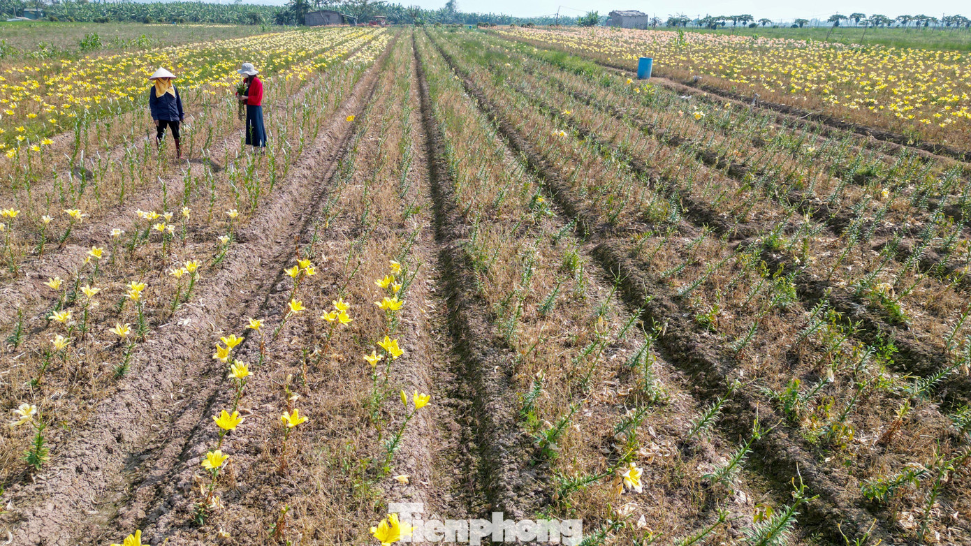 Ngỡ ngàng cánh đồng hoa ly bên sông Kinh Thầy