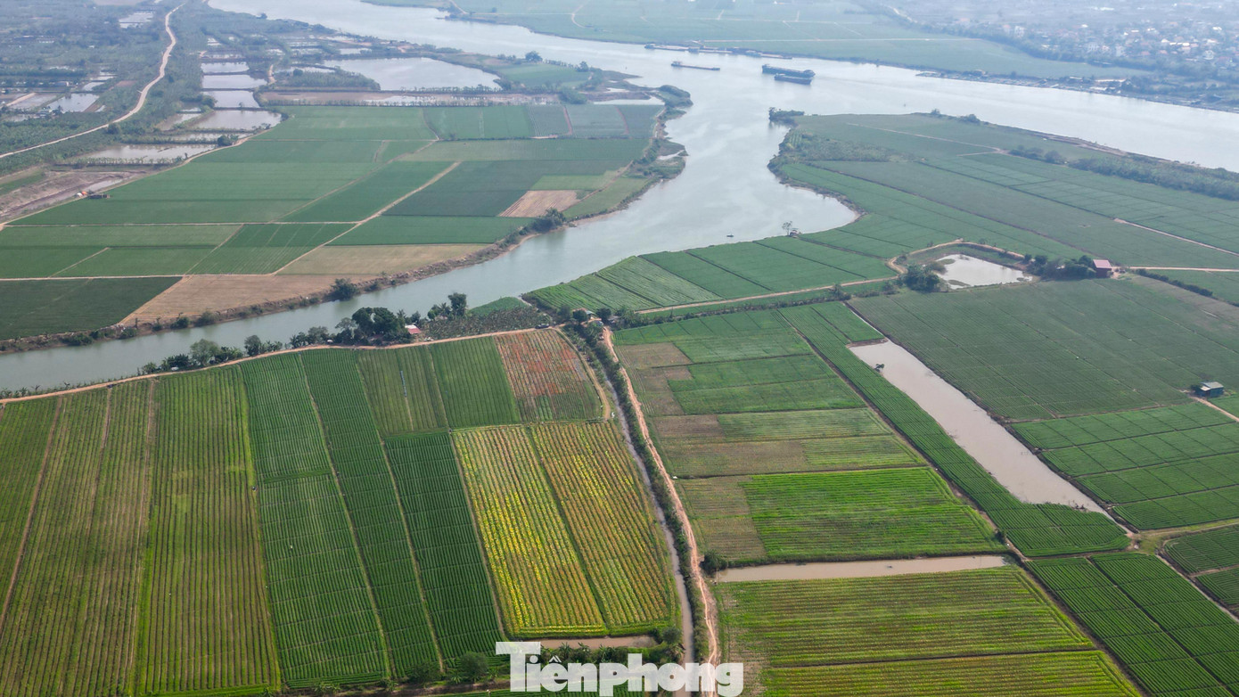 Ngỡ ngàng cánh đồng hoa ly bên sông Kinh Thầy