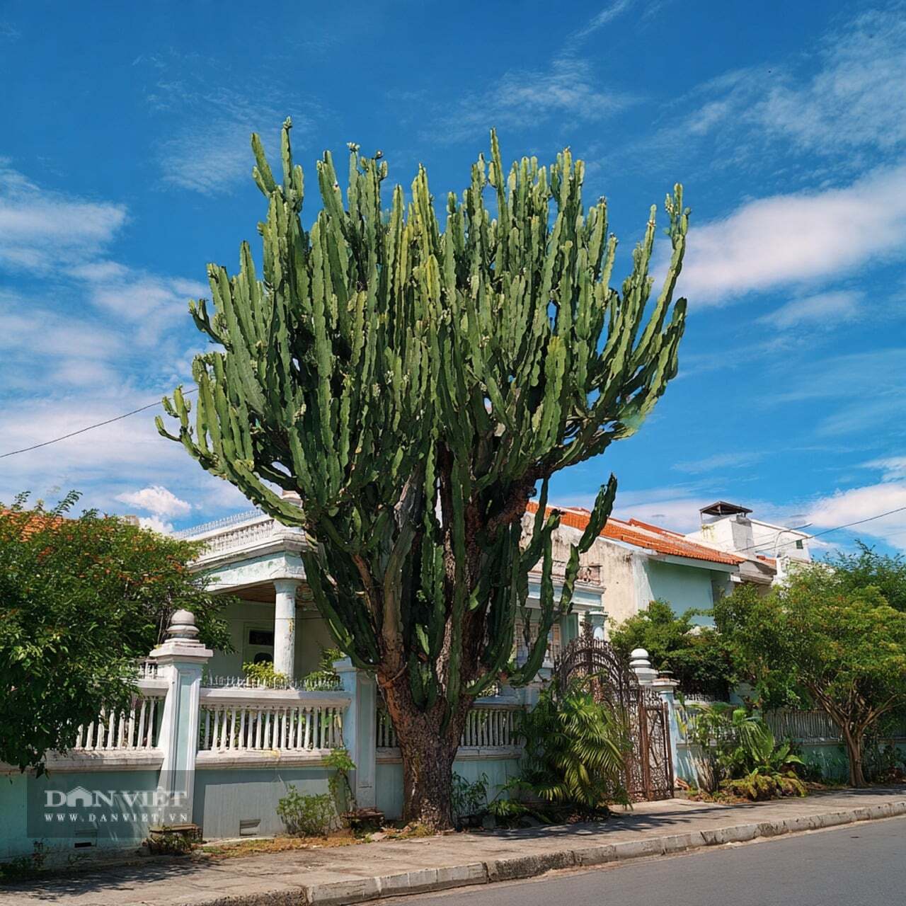 5 cây cảnh mộc mạc, rẻ tiền, người thông minh thích trồng trong nhà ...