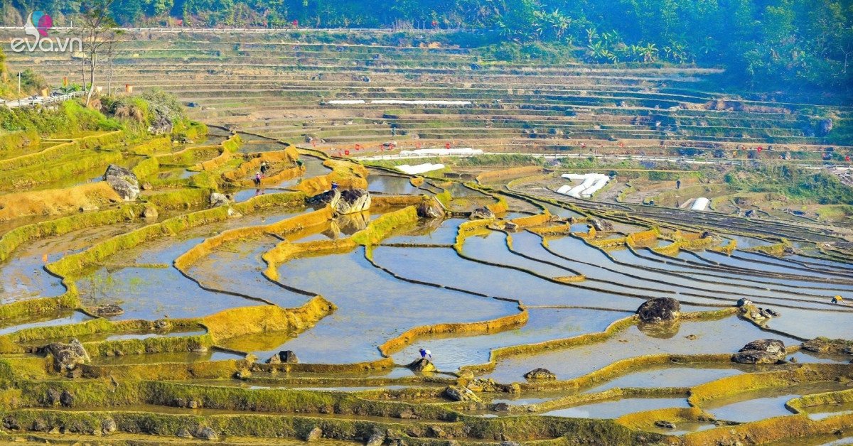Khách Tây thích thú check-in ruộng bậc thang mùa đổ nước ở Pù Luông