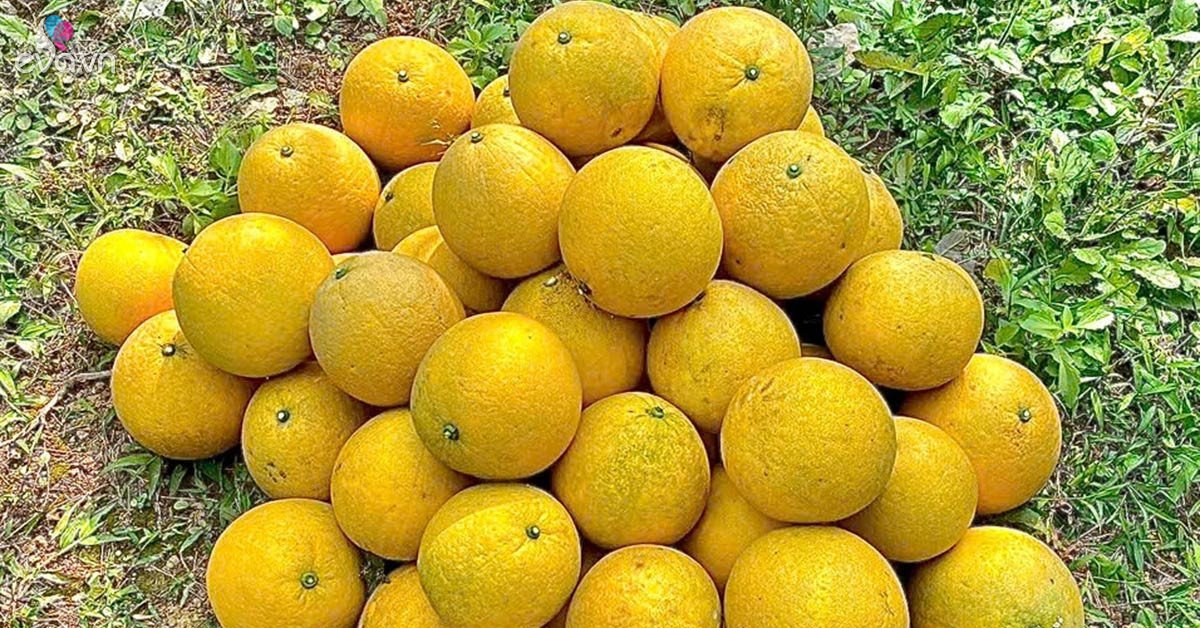 Bưởi Diễn trồng lân cận Hà Nội chất đống vỉa hè, giá chỉ từ 2.000 đồng/quả