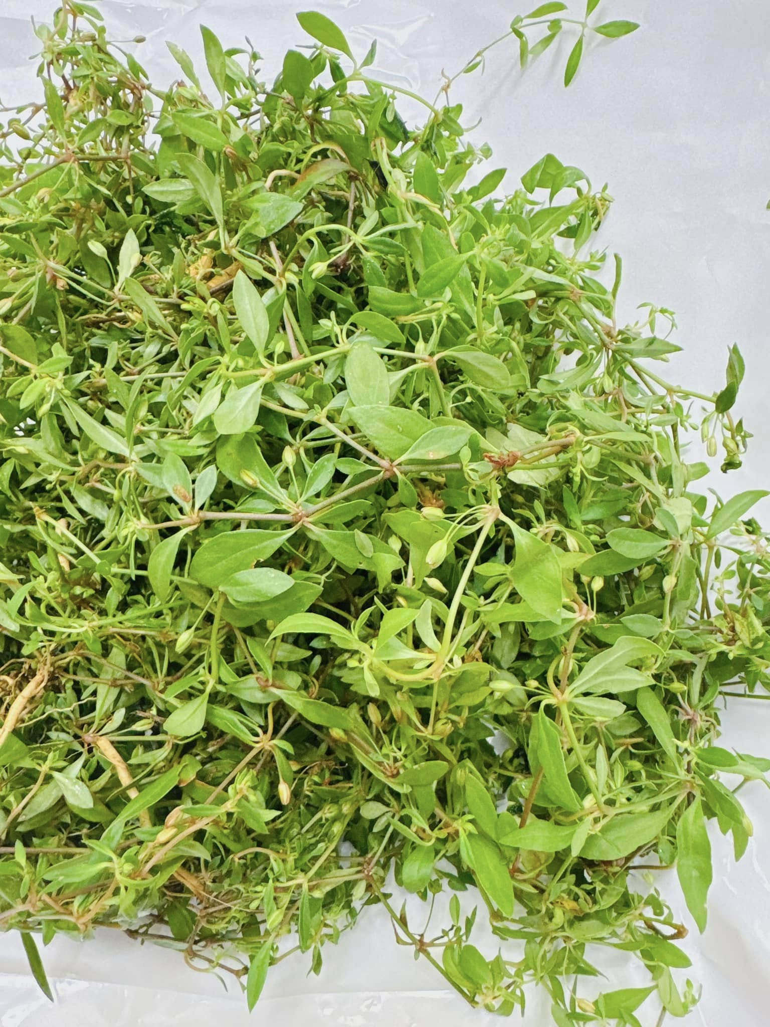 Rau trời ban có từ Nam ra Bắc, vị đắng lạ, ăn cùng cháo cá lóc rất ngon