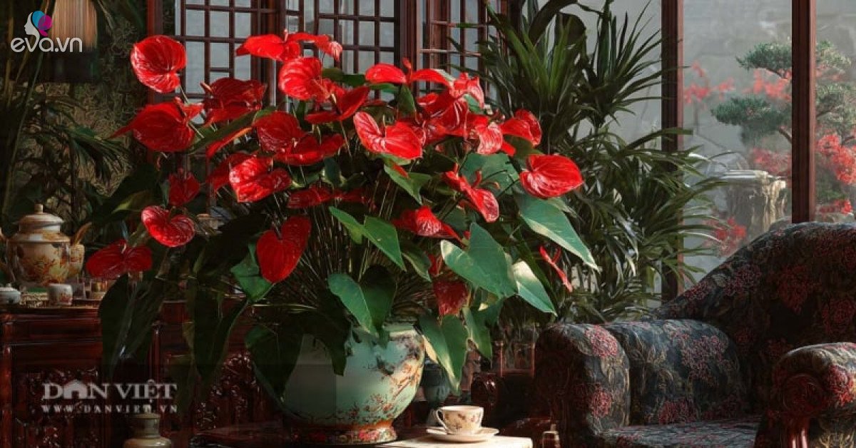5 cây cảnh may mắn của gia đình, không nên tùy tiện cho đi, kẻo lại ...