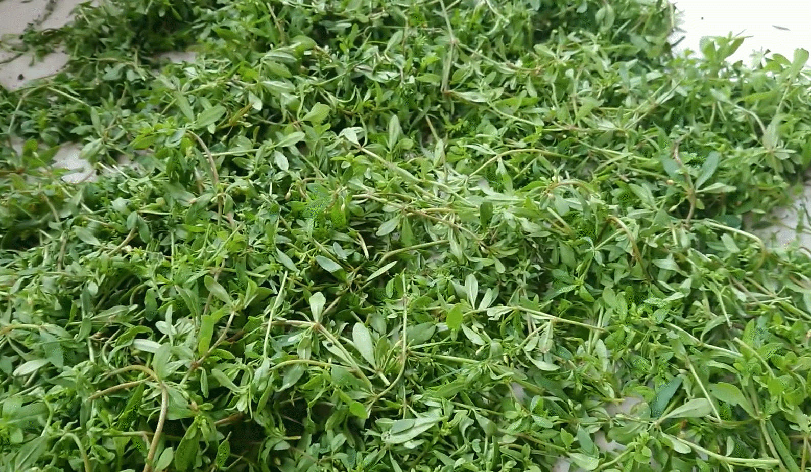 Rau trời ban có từ Nam ra Bắc, vị đắng lạ, ăn cùng cháo cá lóc rất ngon