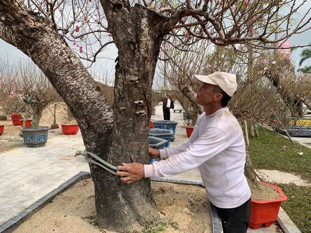 Đào thế lạ, bưởi khủng rộn ràng xuống phố đón Tết