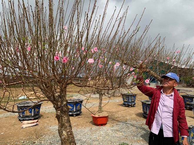 Đào thế lạ, bưởi khủng rộn ràng xuống phố đón Tết