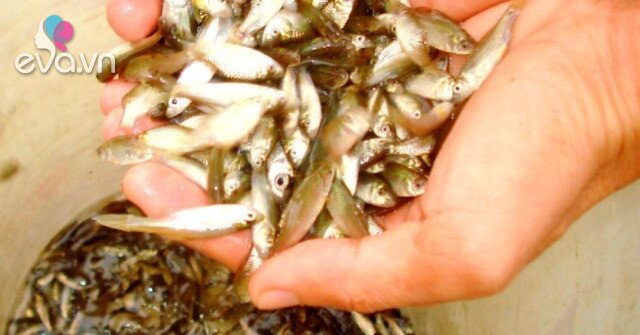 Loại cá có tên độc lạ, xưa dành cho người nghèo, giờ thành đặc sản được ...