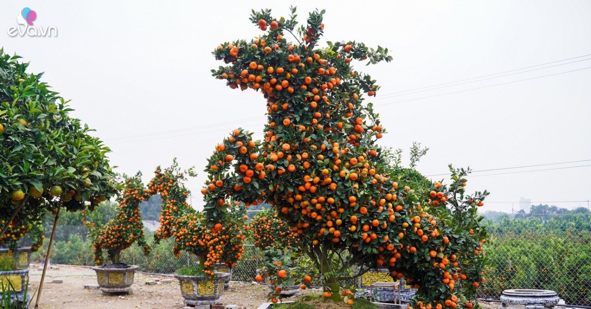 Độc lạ quýt hình ngựa có giá hàng chục triệu đồng ở thủ phủ cây cảnh ...