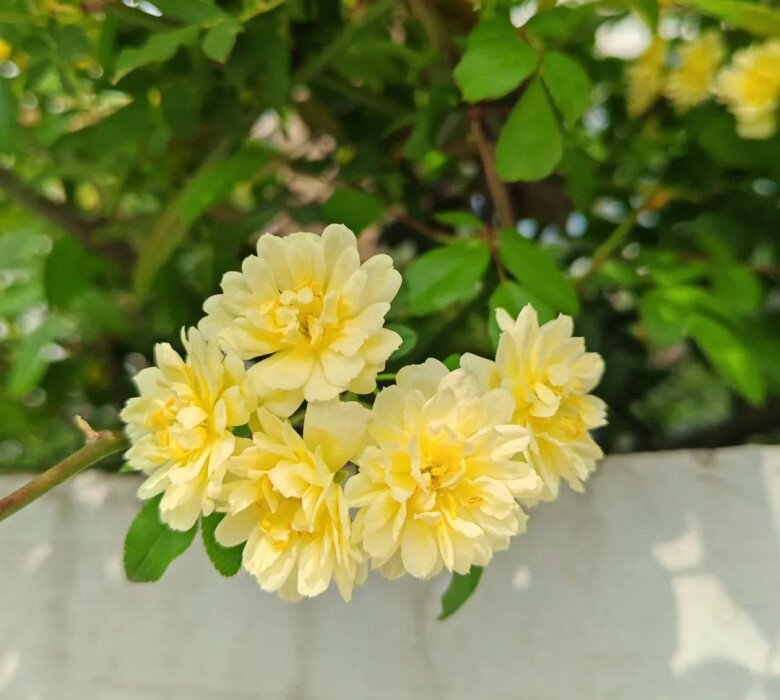 Loài hoa này nở 160 ngày một năm, thơm hơn hoa nhài, dễ trồng hơn trầu ...