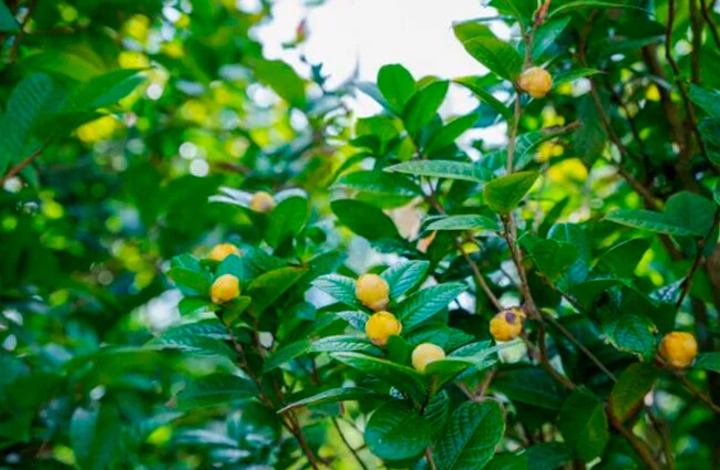 Cây mọc hàng rào lên chậu thành bonsai đẹp lạ, trưng Tết như rước tài ...