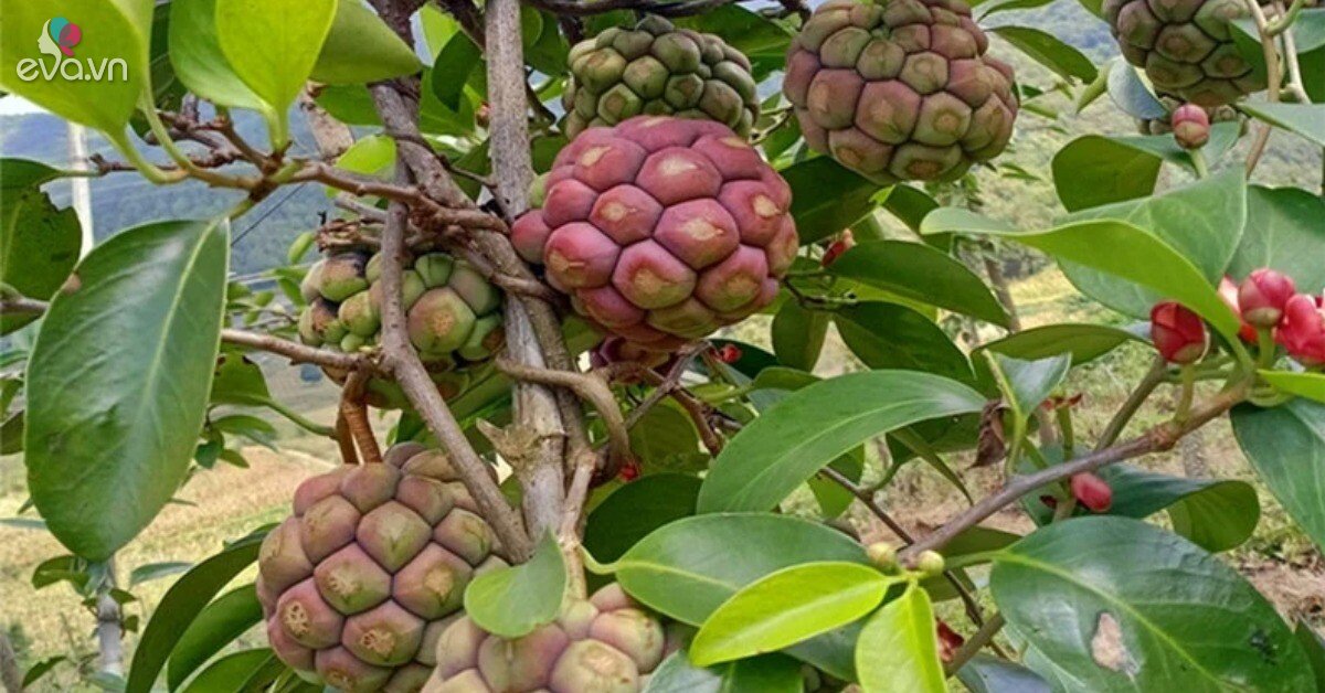 Loại quả xưa chín rụng không ai ngó ngàng, nay thành đặc sản lạ ở thành ...