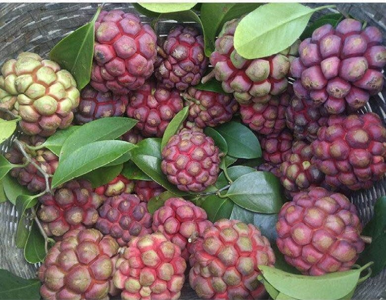 Loại quả xưa chín rụng không ai ngó ngàng, nay thành đặc sản lạ ở thành ...