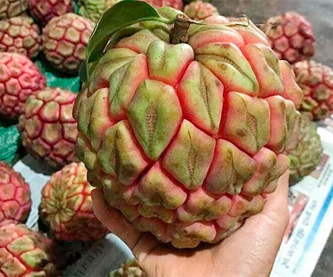 Loại quả xưa chín rụng không ai ngó ngàng, nay thành đặc sản lạ ở thành ...