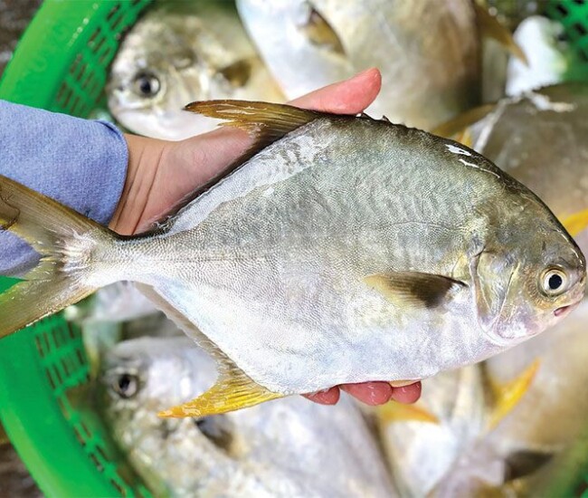 Loại cá có tên giống chim nghe rất hay, thịt lại thơm ngon béo ngậy, bổ ...