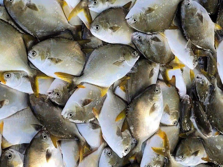 Loại cá có tên giống chim nghe rất hay, thịt lại thơm ngon béo ngậy, bổ ...