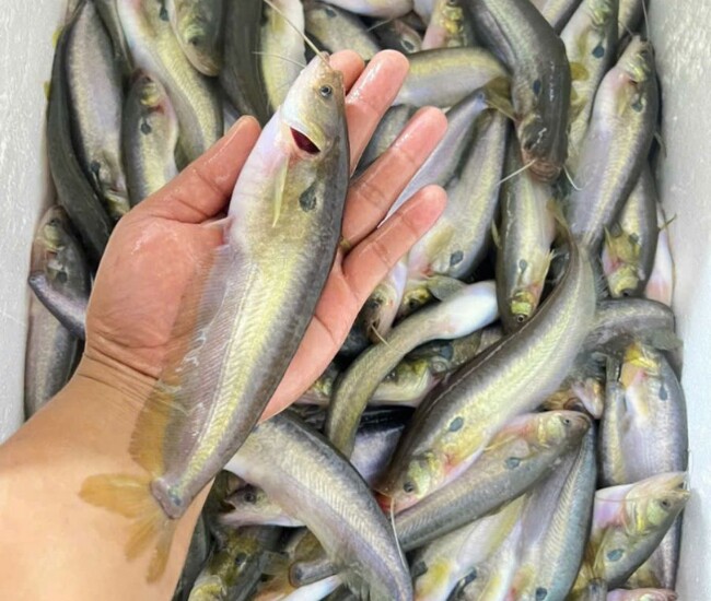 Loài cá miền Tây có thịt béo ngậy, đem phơi khô thành đặc sản nổi tiếng ...