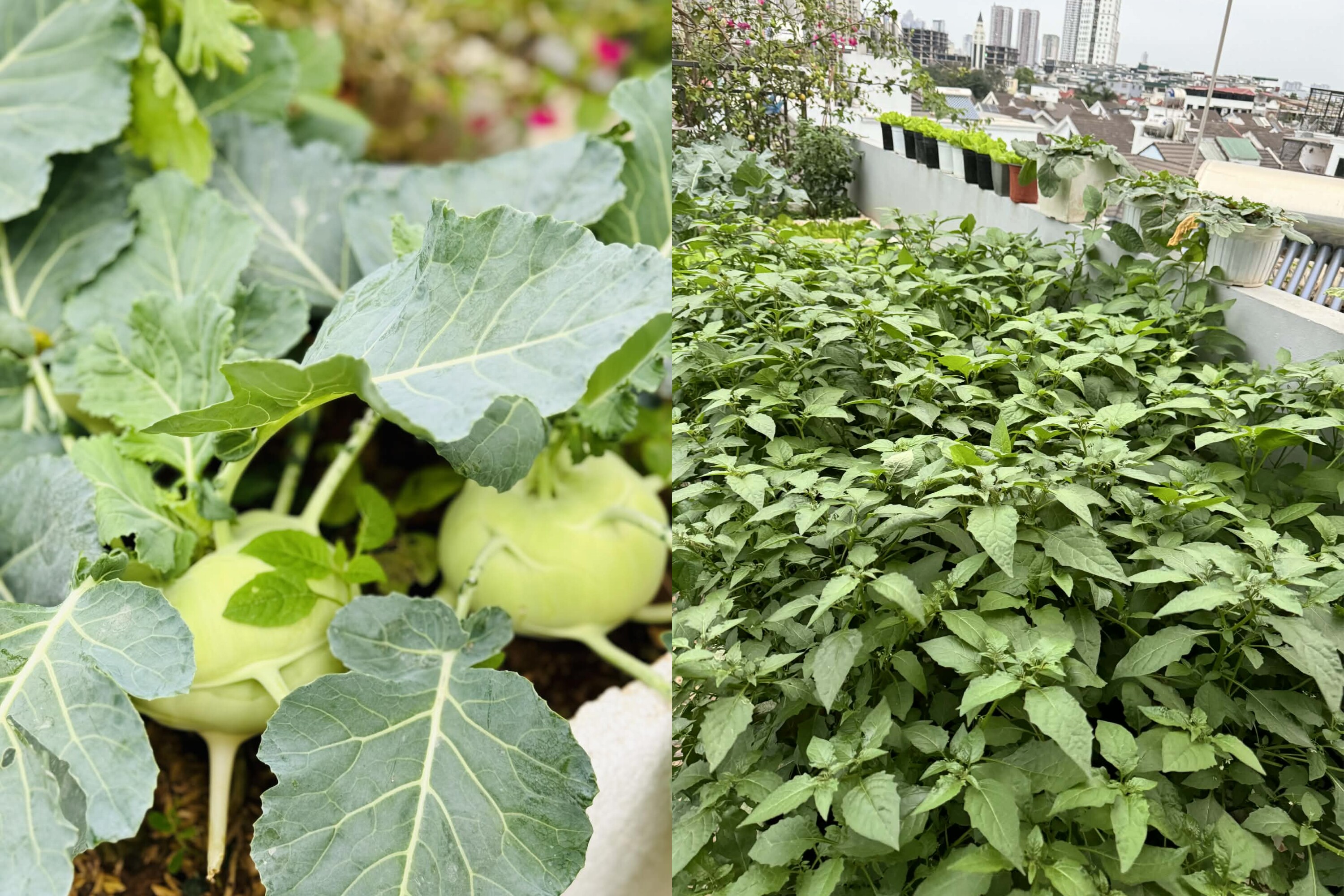 Lo ngại thực phẩm bẩn, mẹ 8X Hà Nội chi 10 triệu biến sân thượng nhà ...